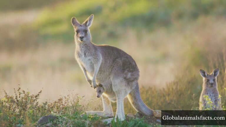 Top 12 Animals With Big Feet (With Pictures)
