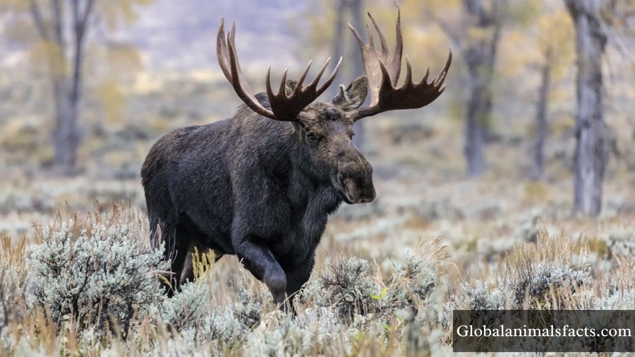 Top 12 Animals With Big Feet (With Pictures)