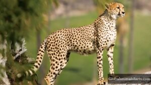 Top 30 Shy Animals in The World (With Images)