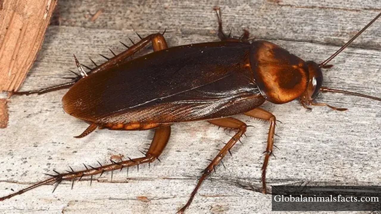 Top 16 Dirtiest Animals in The World (With Images)