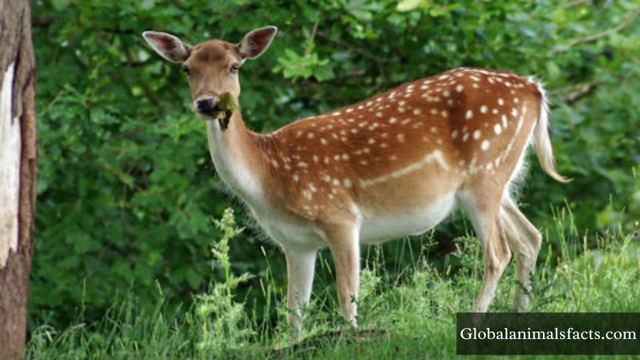 Top 15 Animals That Drink a Lot of Water (With Pictures)