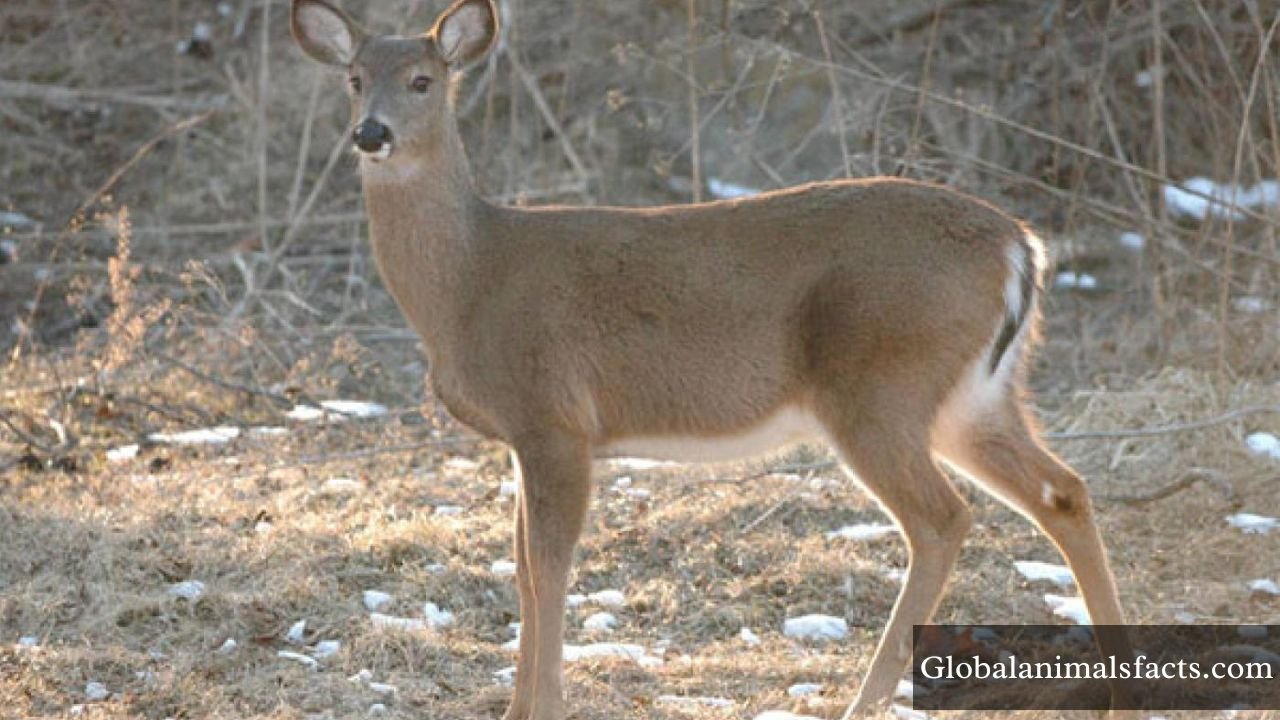 Top 23 Animals That Gallop (Images Included)