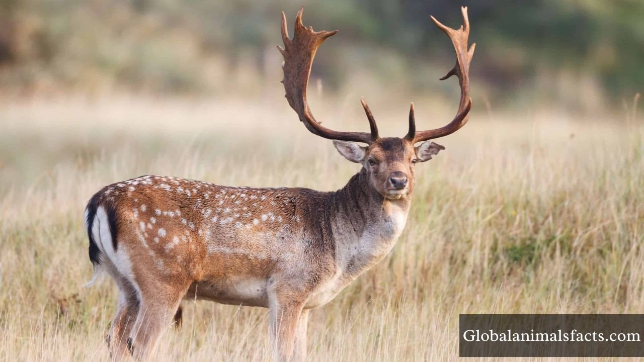 Top 20 Animals That Have Spots (With Images)