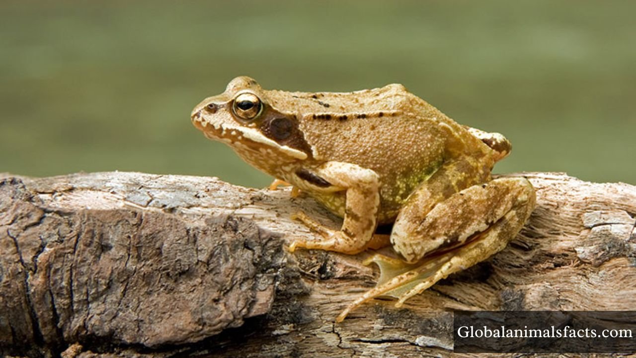 Top 10 Animals Without Tails (With Pictures)