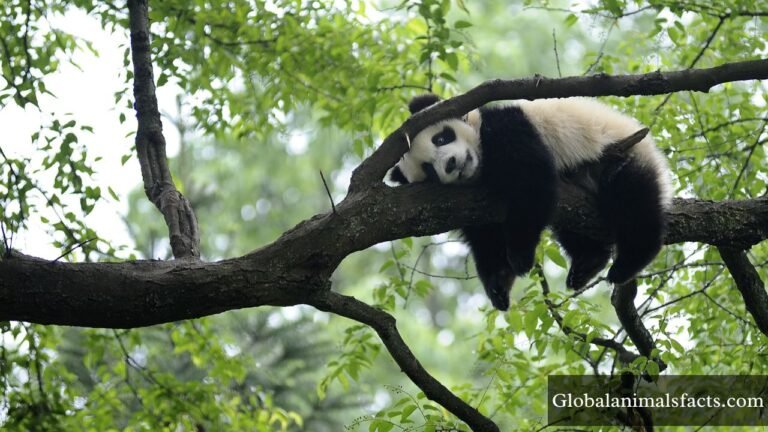 Top 30 Shy Animals in The World (With Images)