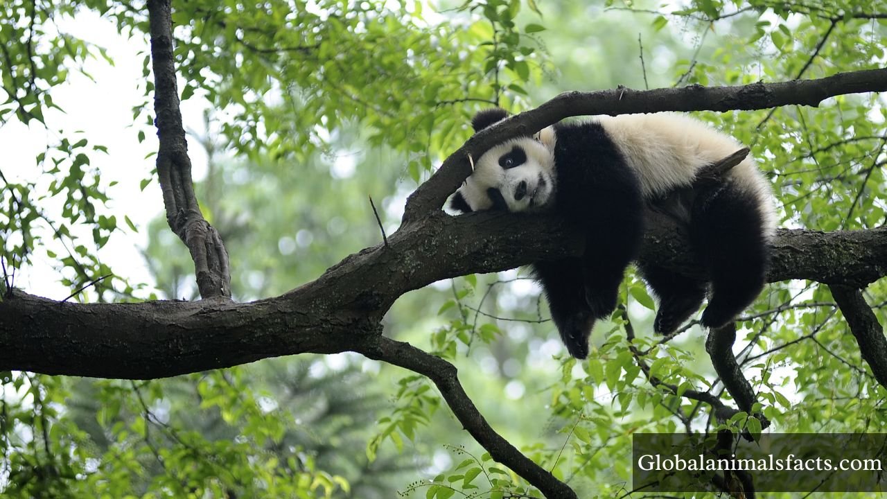 Top 30 Shy Animals in The World (With Images)