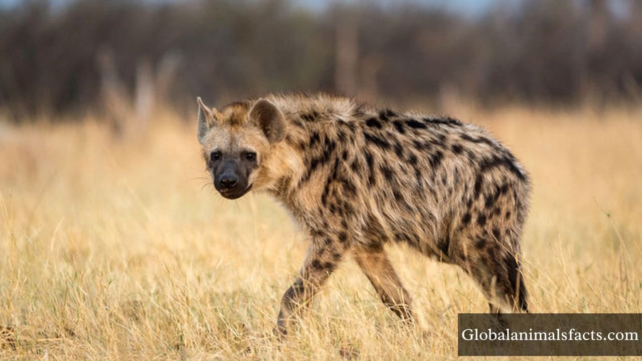 Top 25 Scavenger Animals (With Pictures)