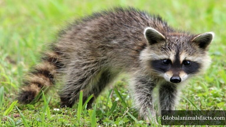 Top 16 Dirtiest Animals in The World (With Images)