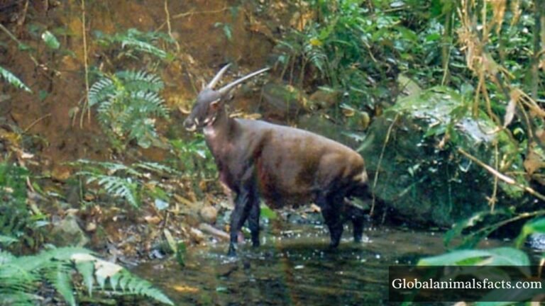 Top 30 Shy Animals in The World (With Images)