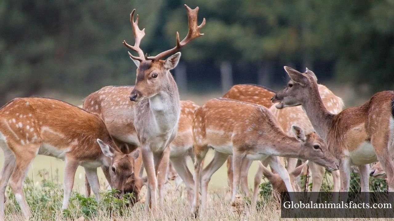 Top 30 Shy Animals in The World (With Images)