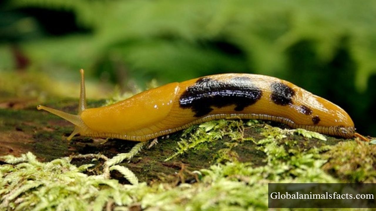 Top 15 Animals That Walk Slowly (With Pictures)