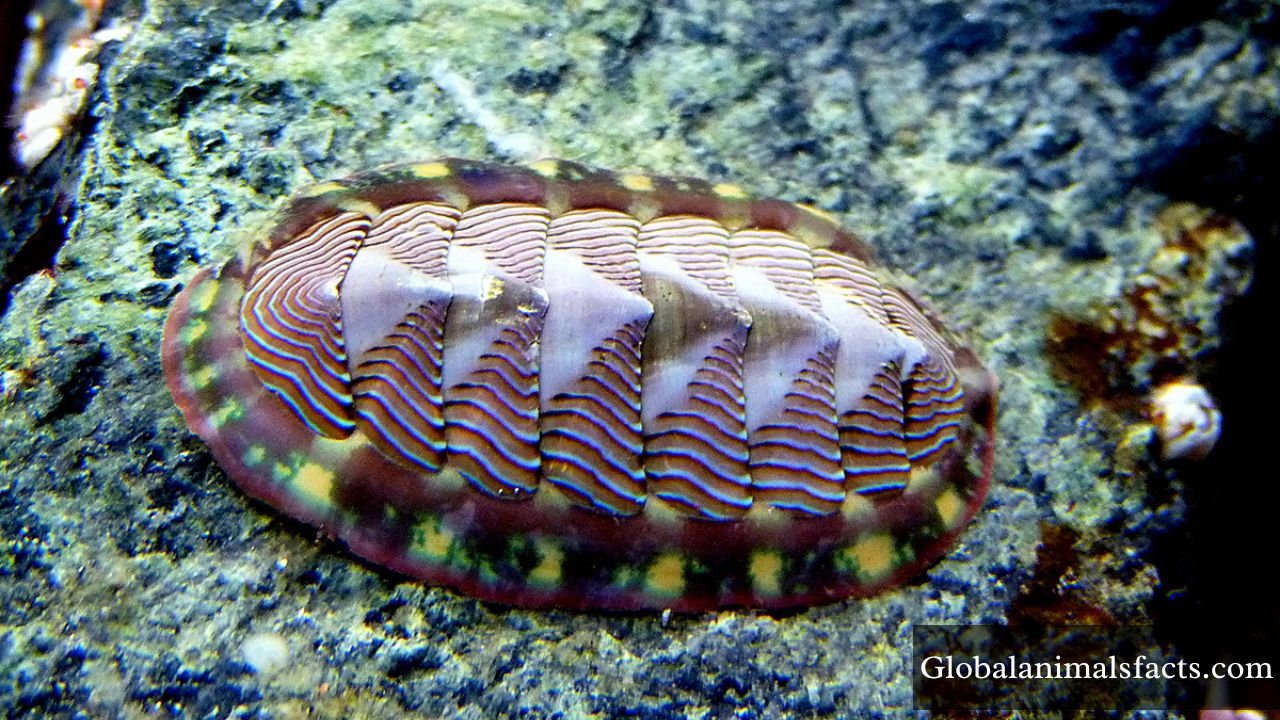 Top 15 Animals That Walk Slowly (With Pictures)