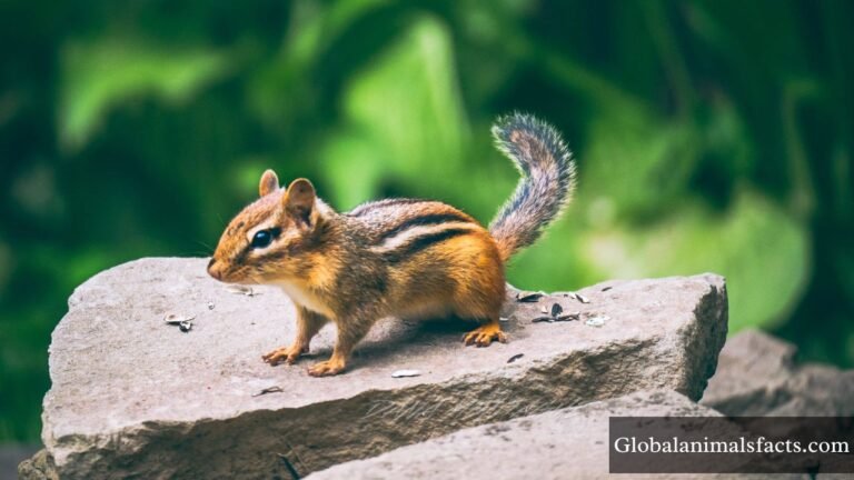 Top 17 Animals That Look Like Squirrels (With Pictures)
